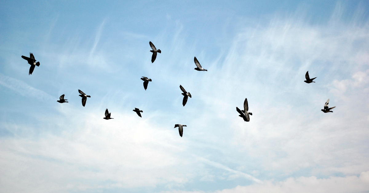 AWS Professional Services: Strategy, Migration & Optimization Experts | Metal Toad